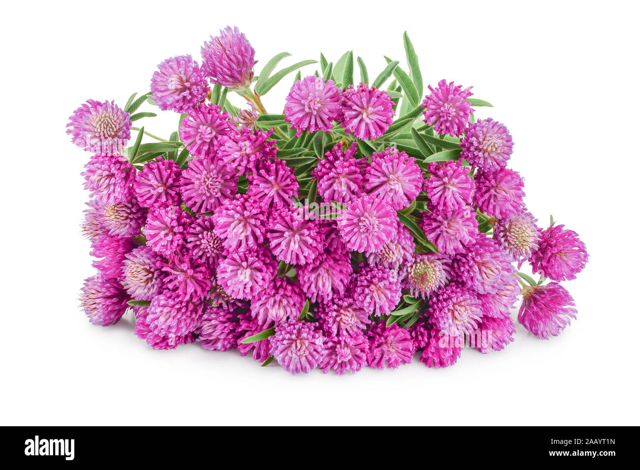 Clover or trefoil flower medicinal herbs isolated on white background ...