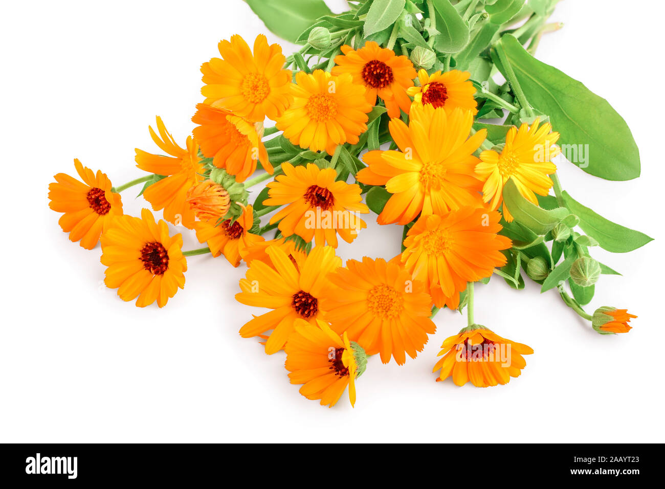 bouquet of orange Calendula flowers Isolated on white background Stock ...