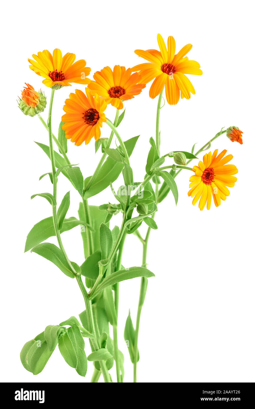 bouquet of orange Calendula flowers Isolated on white background Stock ...