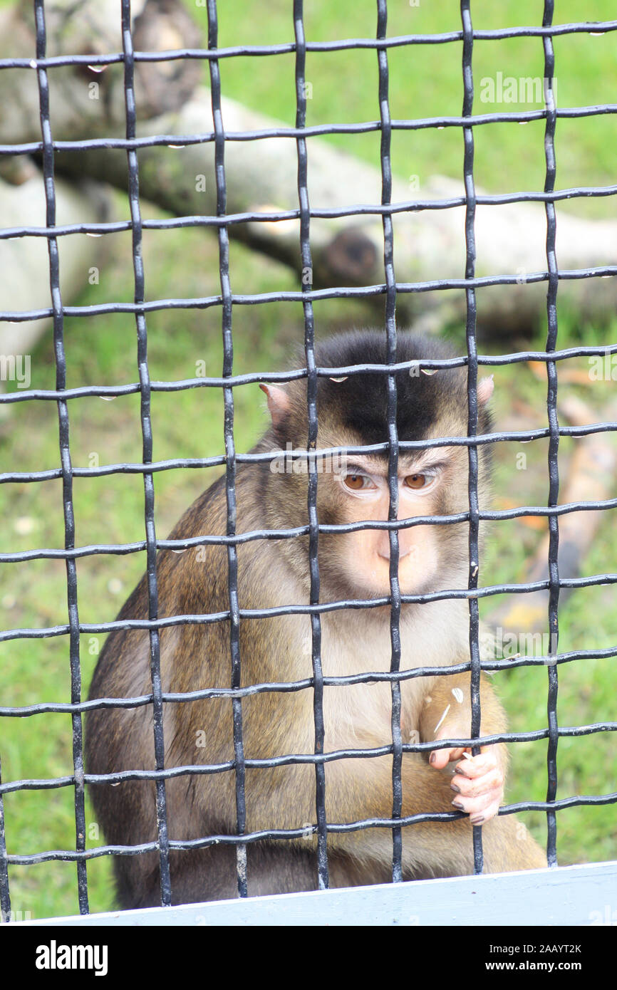 Human hand ape hand hi-res stock photography and images - Alamy