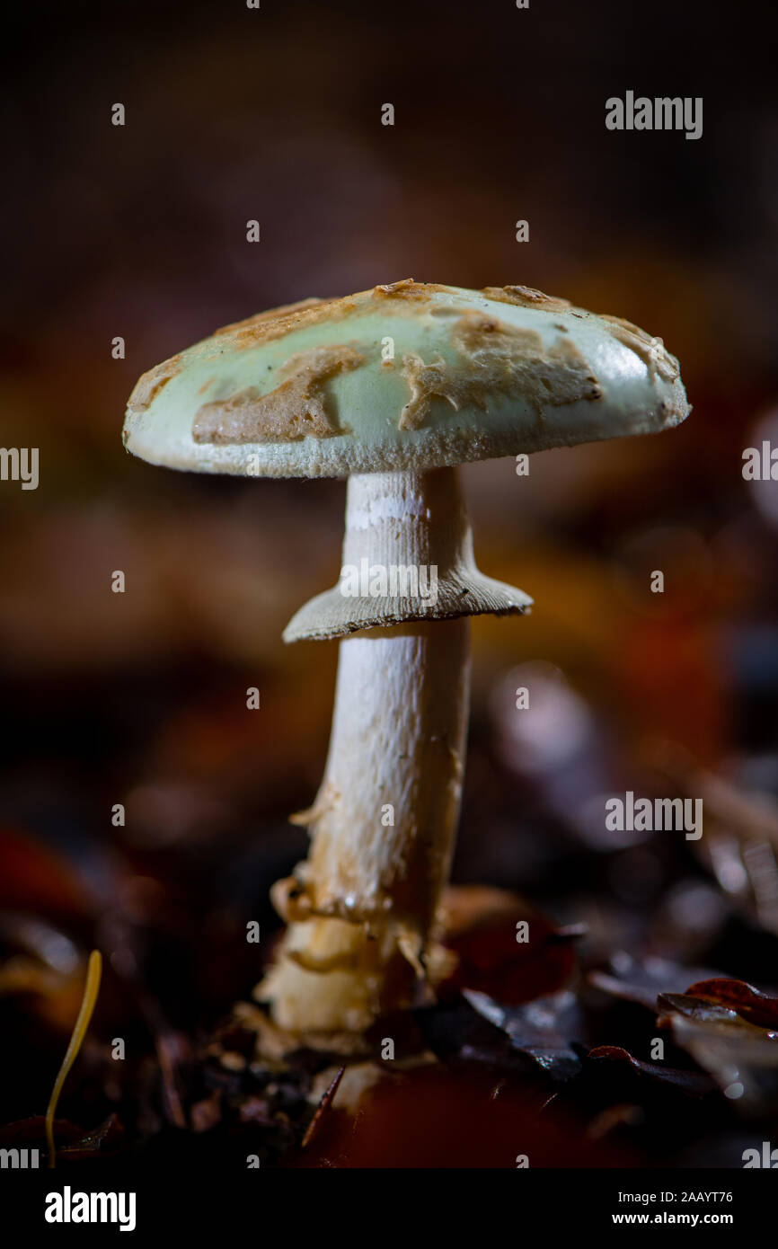 Death cap mushroom hi-res stock photography and images - Alamy