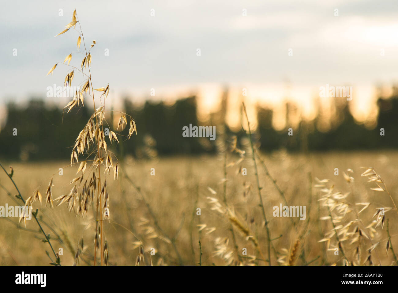 Wheat stalks and ears of wheat in the wheat field at sunset. Rural area ...