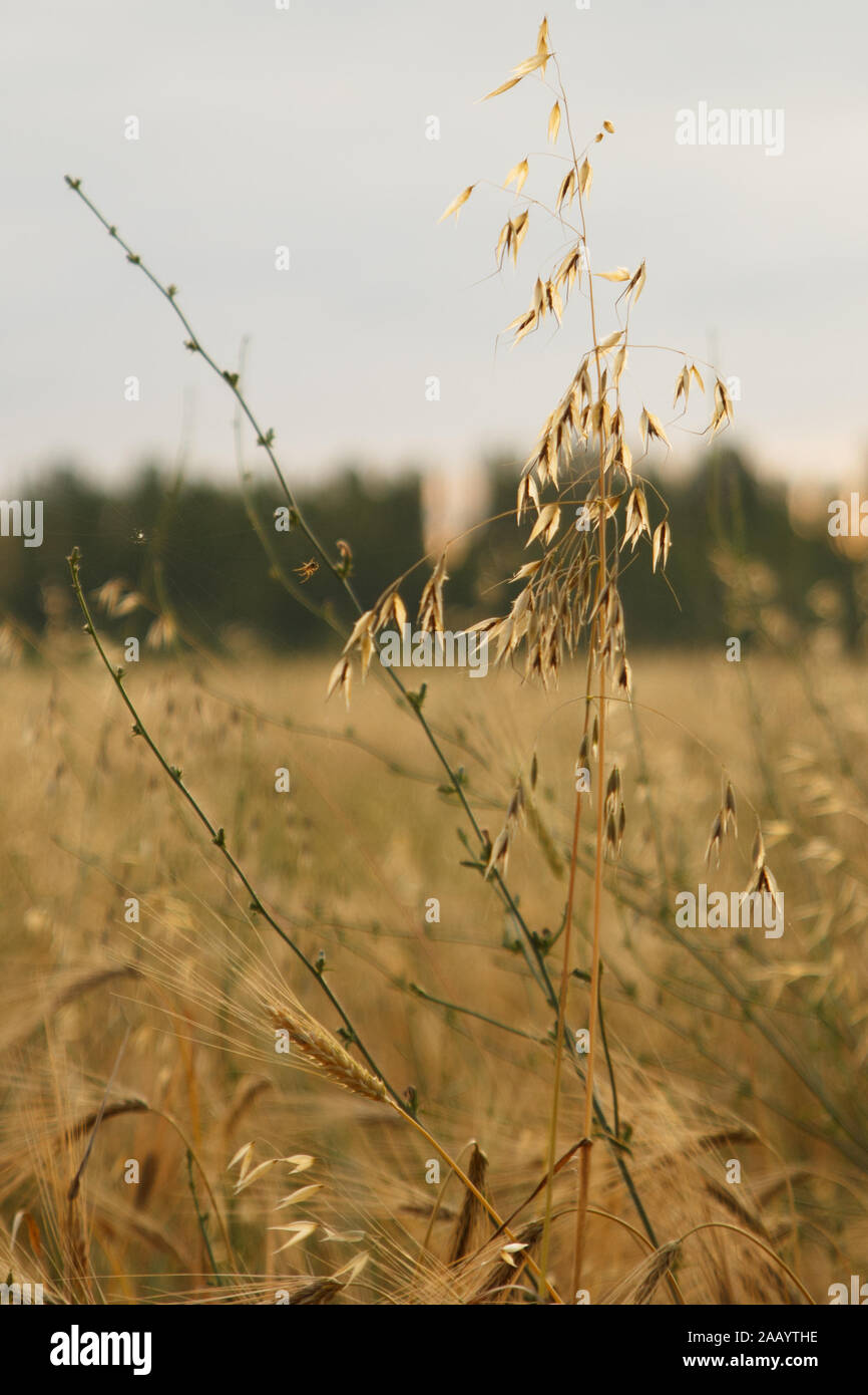 Wheat stalks and ears of wheat in the wheat field at sunset. Rural area ...