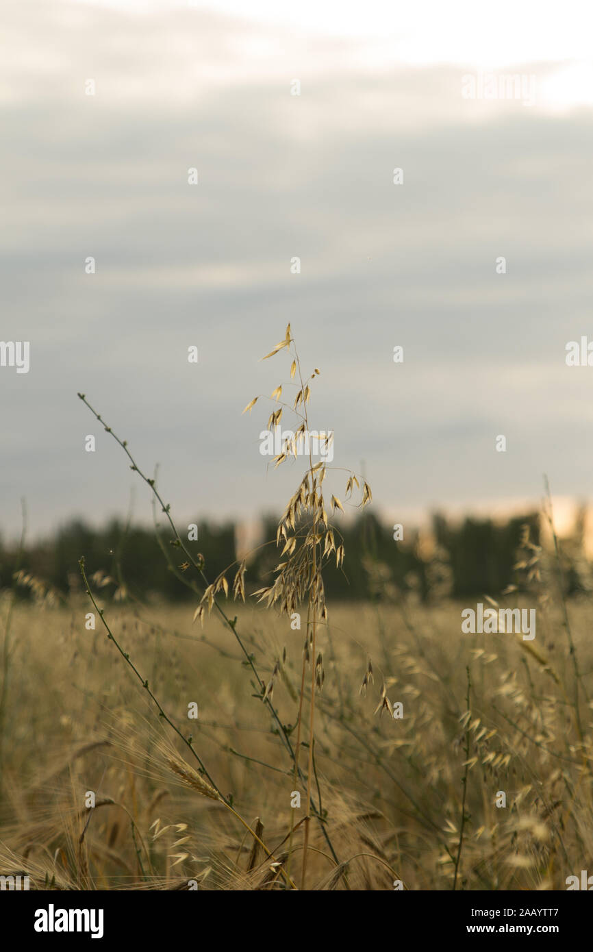 Wheat stalks and ears of wheat in the wheat field at sunset. Rural area ...