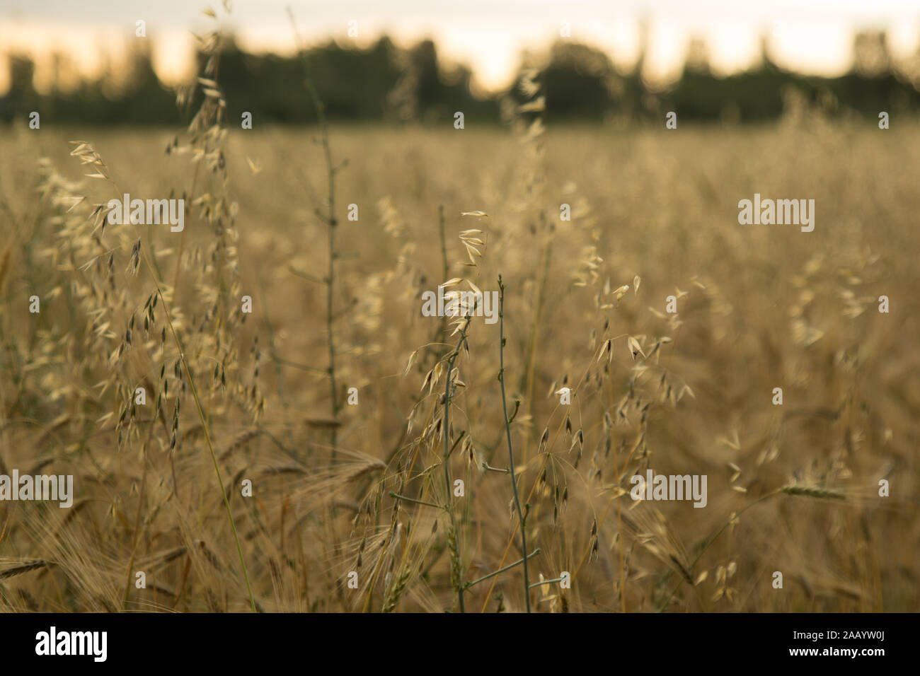Wheat stalks and ears of wheat in the wheat field at sunset. Rural area ...
