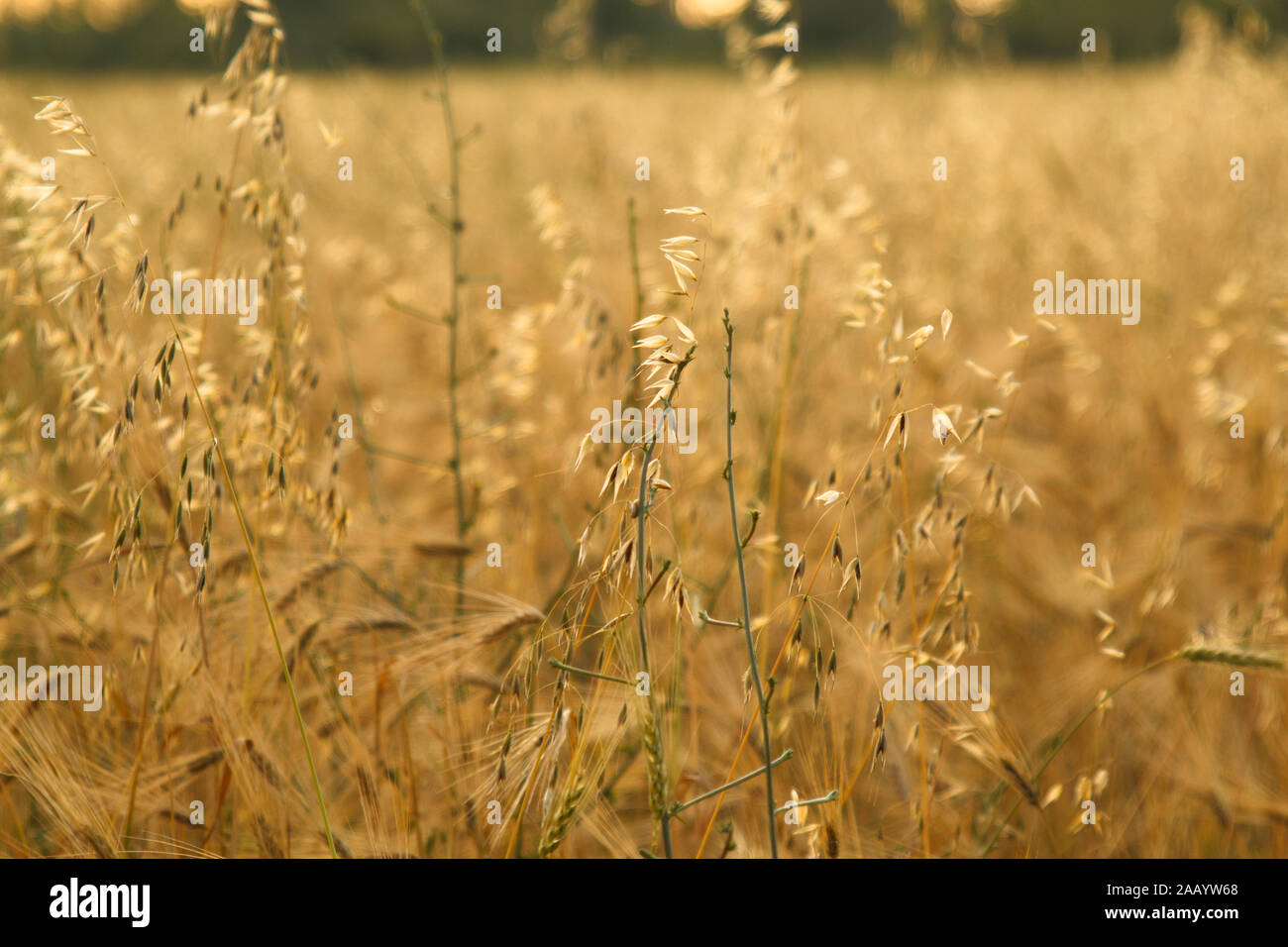 Wheat stalks and ears of wheat in the wheat field at sunset. Rural area ...