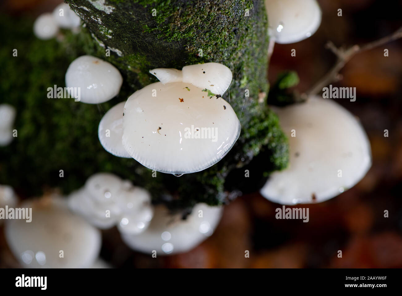 Porcelain Fungus (Oudemansiella mucida) in the New Forest Hampshire ...