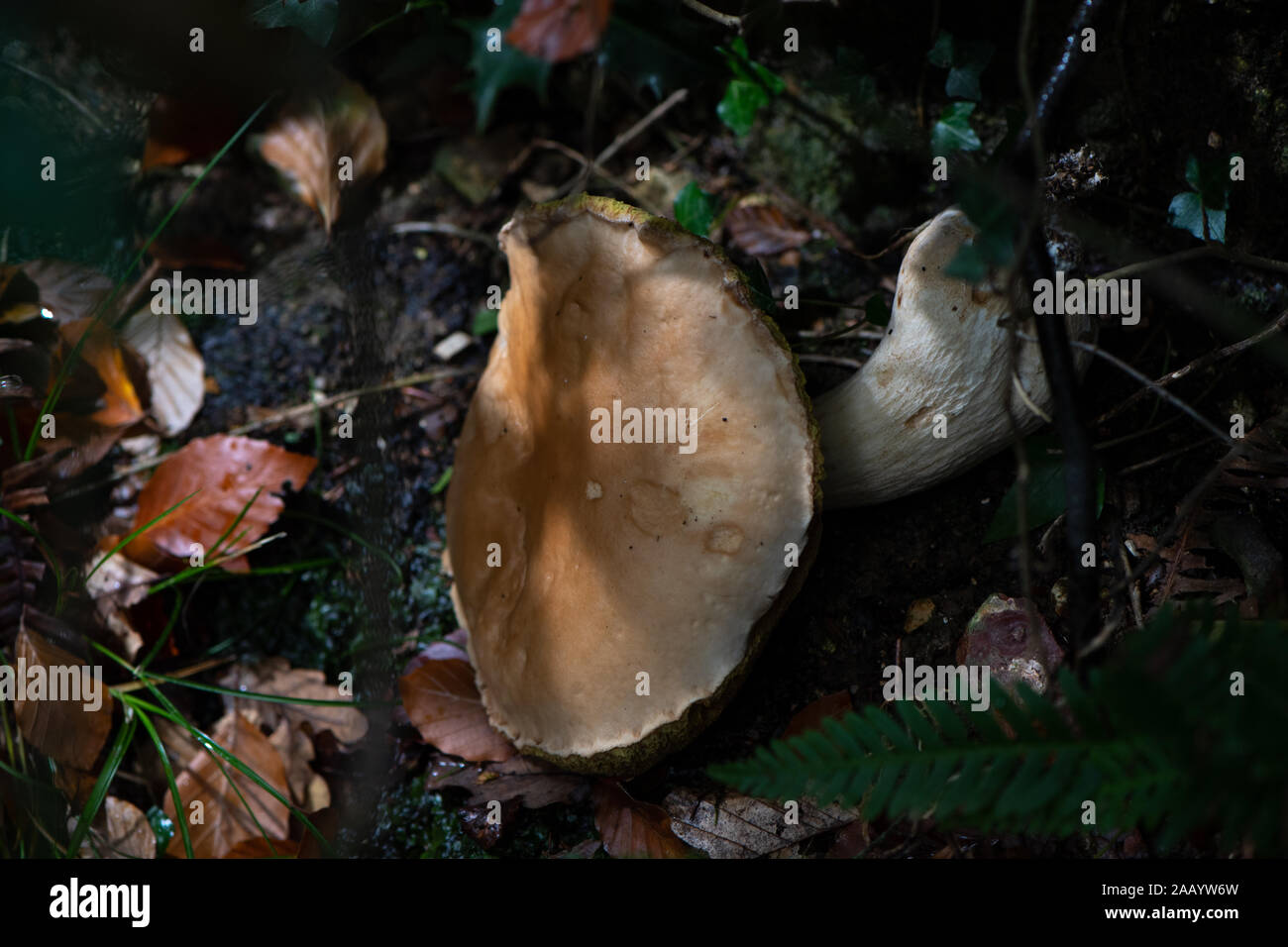 Mushroom identification hi-res stock photography and images - Alamy