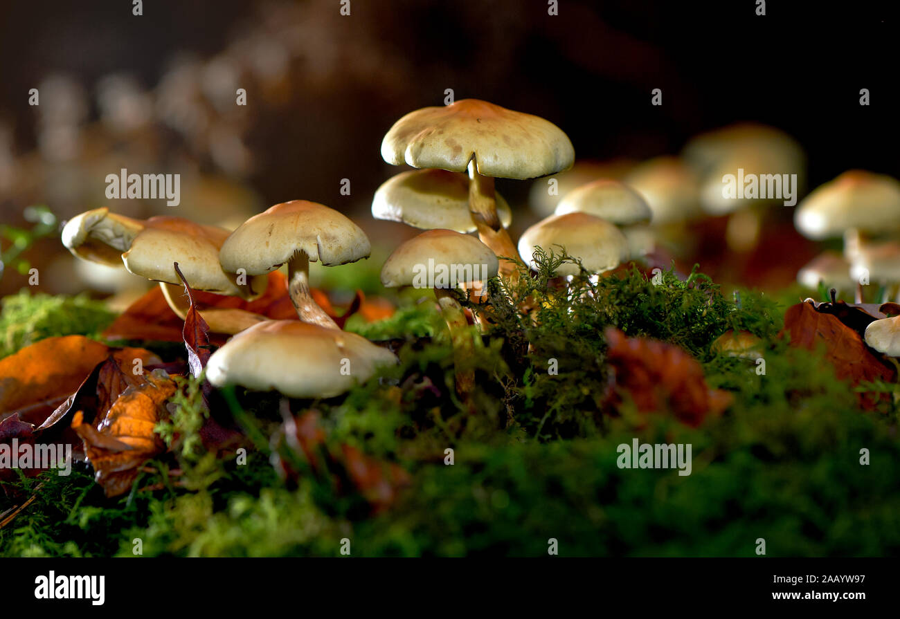 Sulphur Tuft, Hypholoma fasciculare mushroom Stock Photo - Alamy
