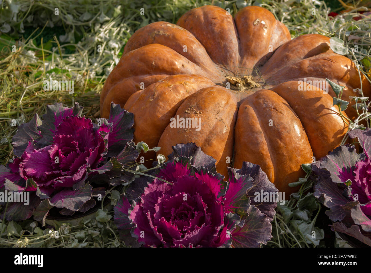 Pumpkin unusual shape and colors suitable to decorate the thanksgiving ...