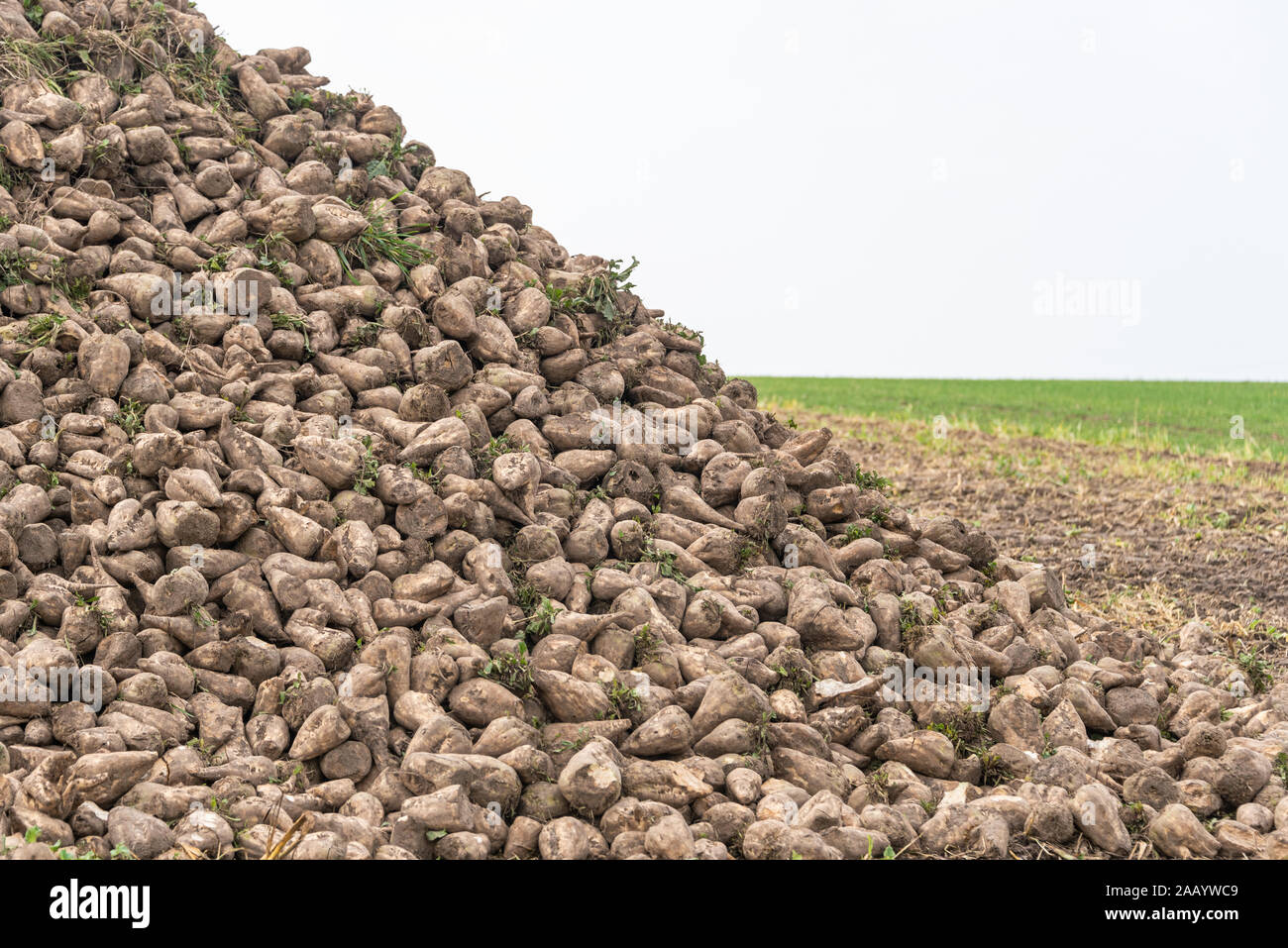 Close-up on fresh, sugar beet still dirty from the ground immediately ...
