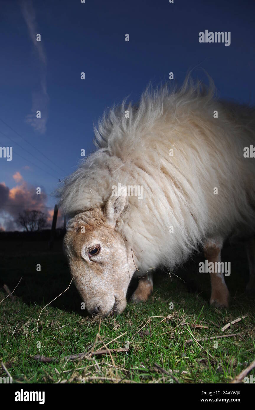 Sheep in field at night Stock Photo - Alamy