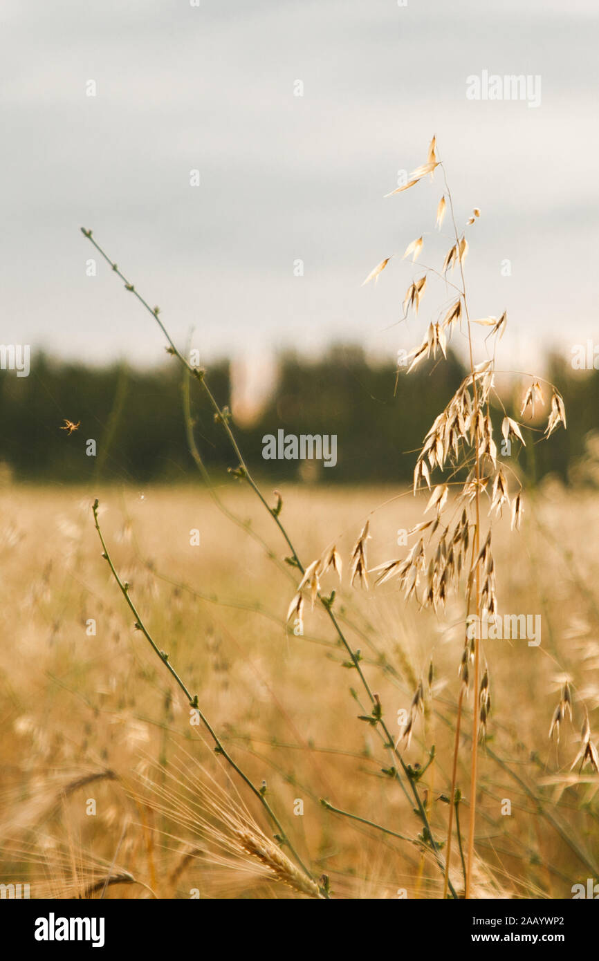 Wheat stalks and ears of wheat in the wheat field at sunset. Rural area ...