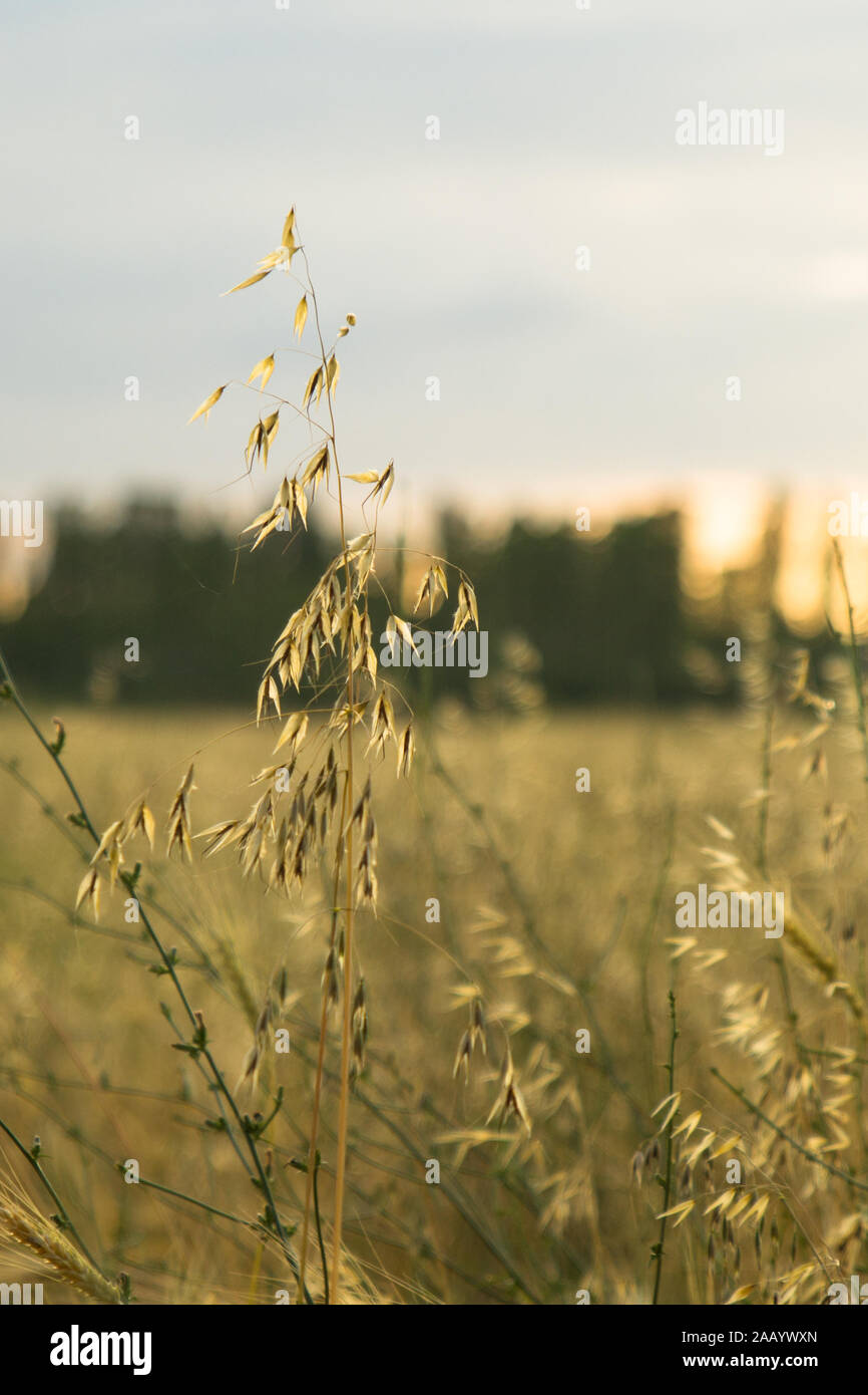 Wheat stalks and ears of wheat in the wheat field at sunset. Rural area ...