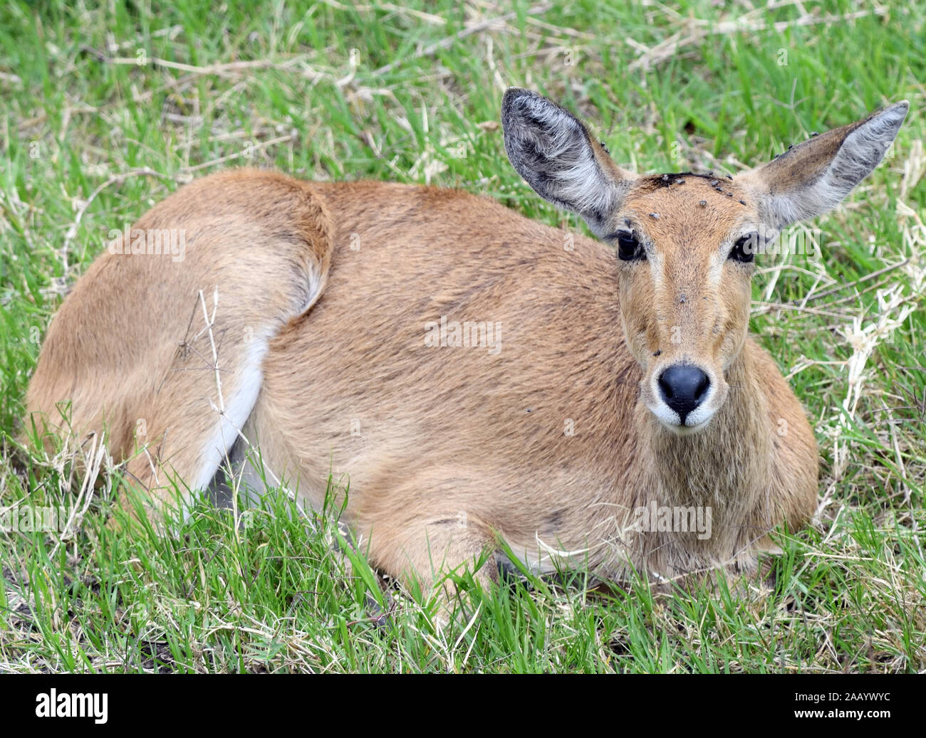 Common Reedbuck