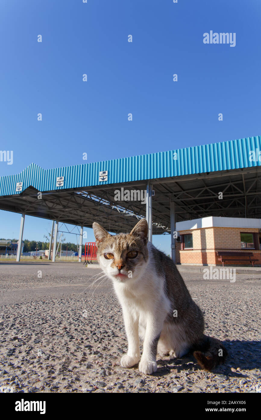 Homeless cat posing in automobile checkpoint across the state border ...