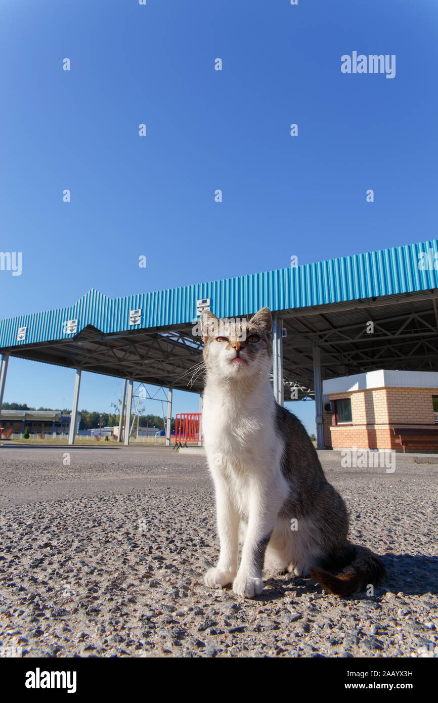 Homeless cat posing in automobile checkpoint across the state border ...