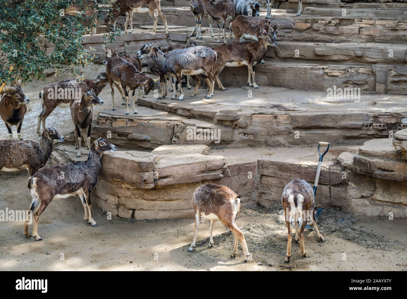 Photo of few goats animals on the rocky nature location Stock Photo - Alamy