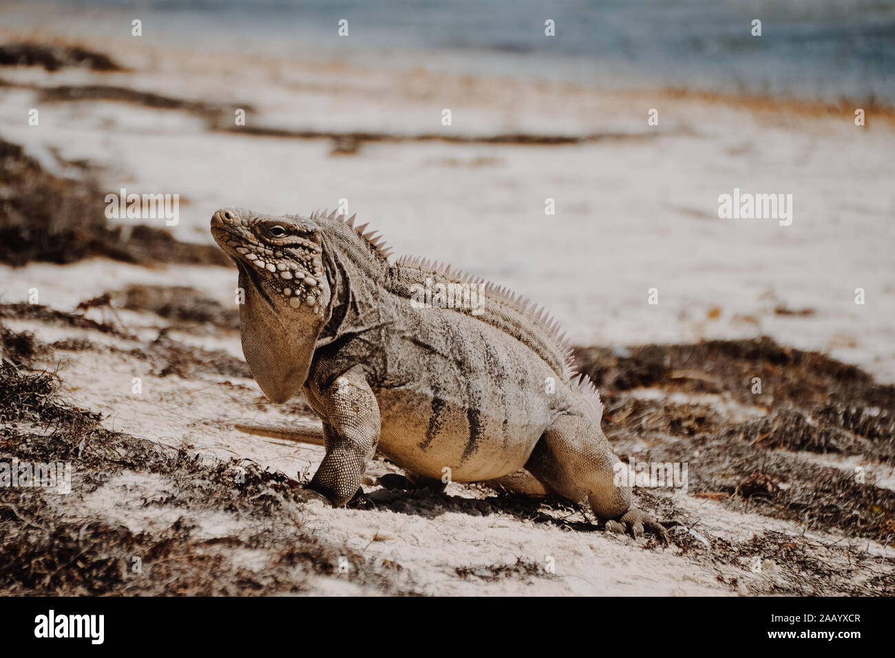 Iguana standing in the sand at the island of the iguanas in Cayo Largo ...