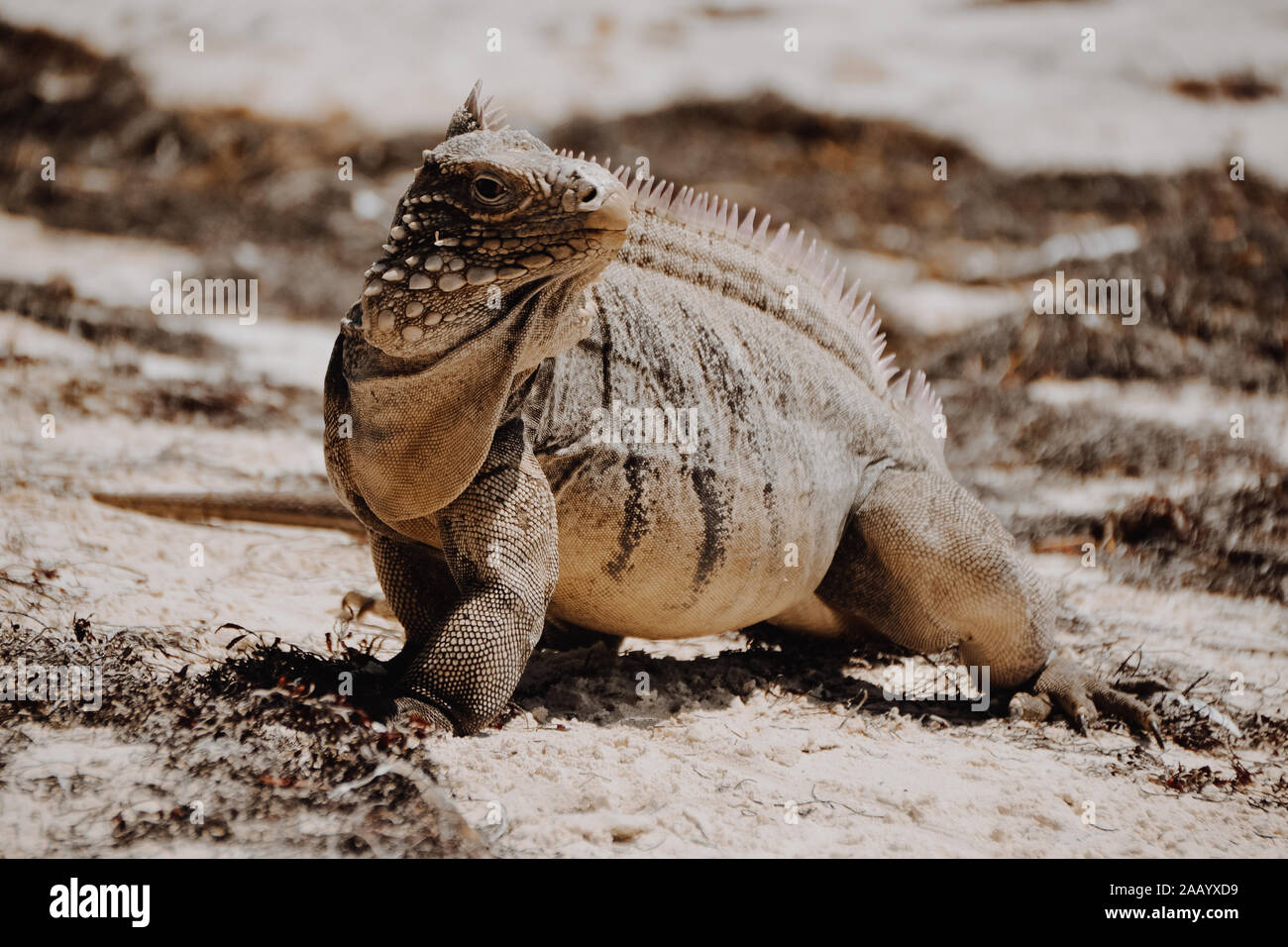 Iguana standing in the sand at the island of the iguanas in Cayo Largo ...
