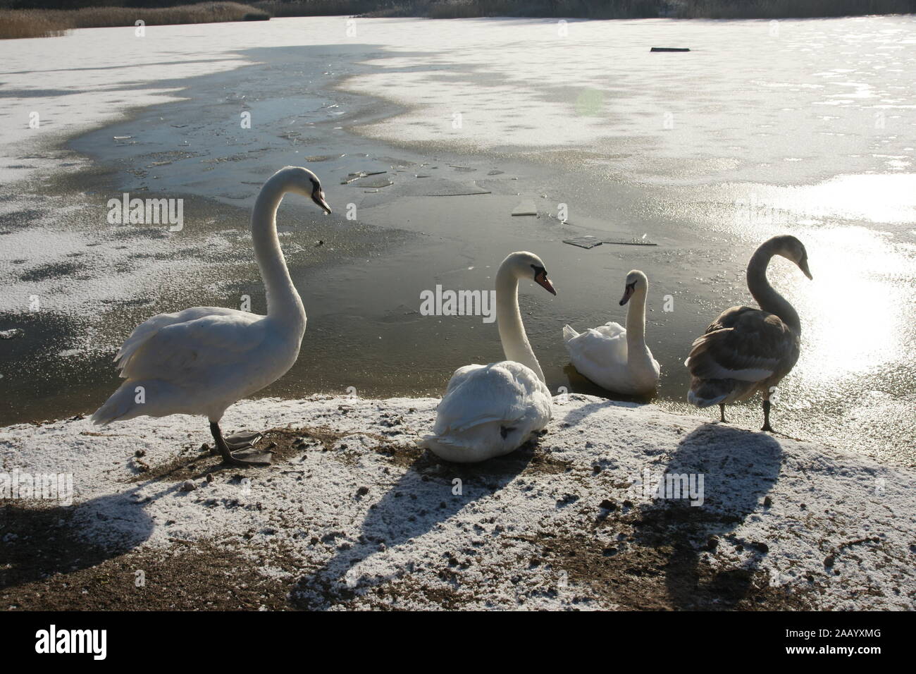 Wren house kensington palace hi-res stock photography and images - Alamy