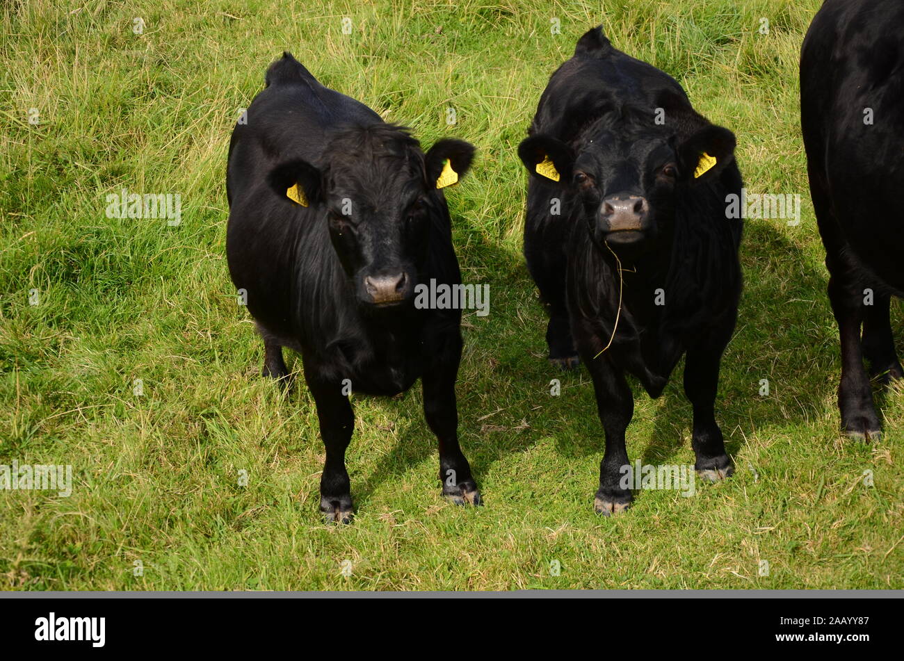 Mad Bull High Resolution Stock Photography and Images - Alamy