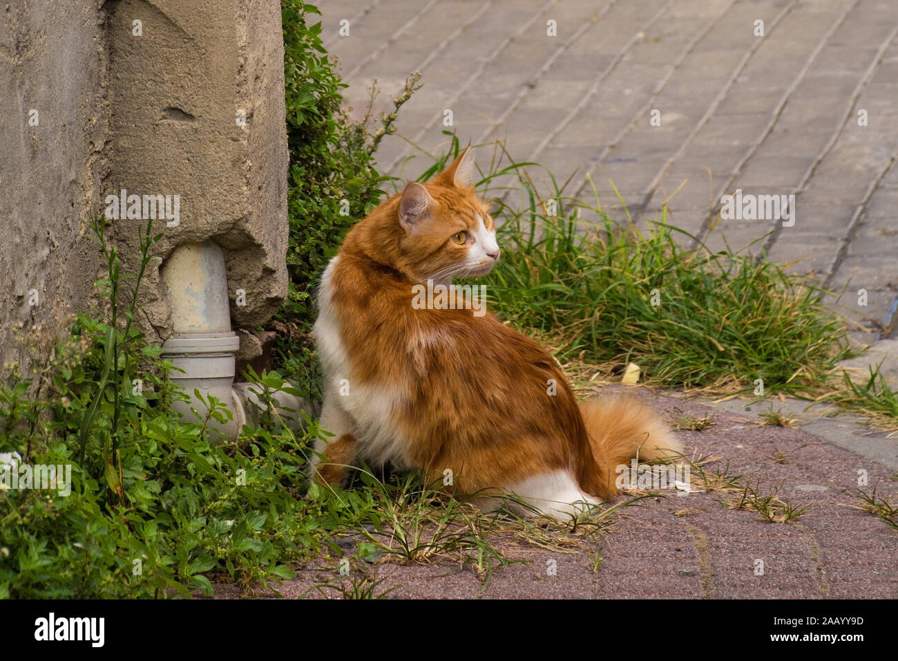 Istanbuls fatih district hi-res stock photography and images - Alamy