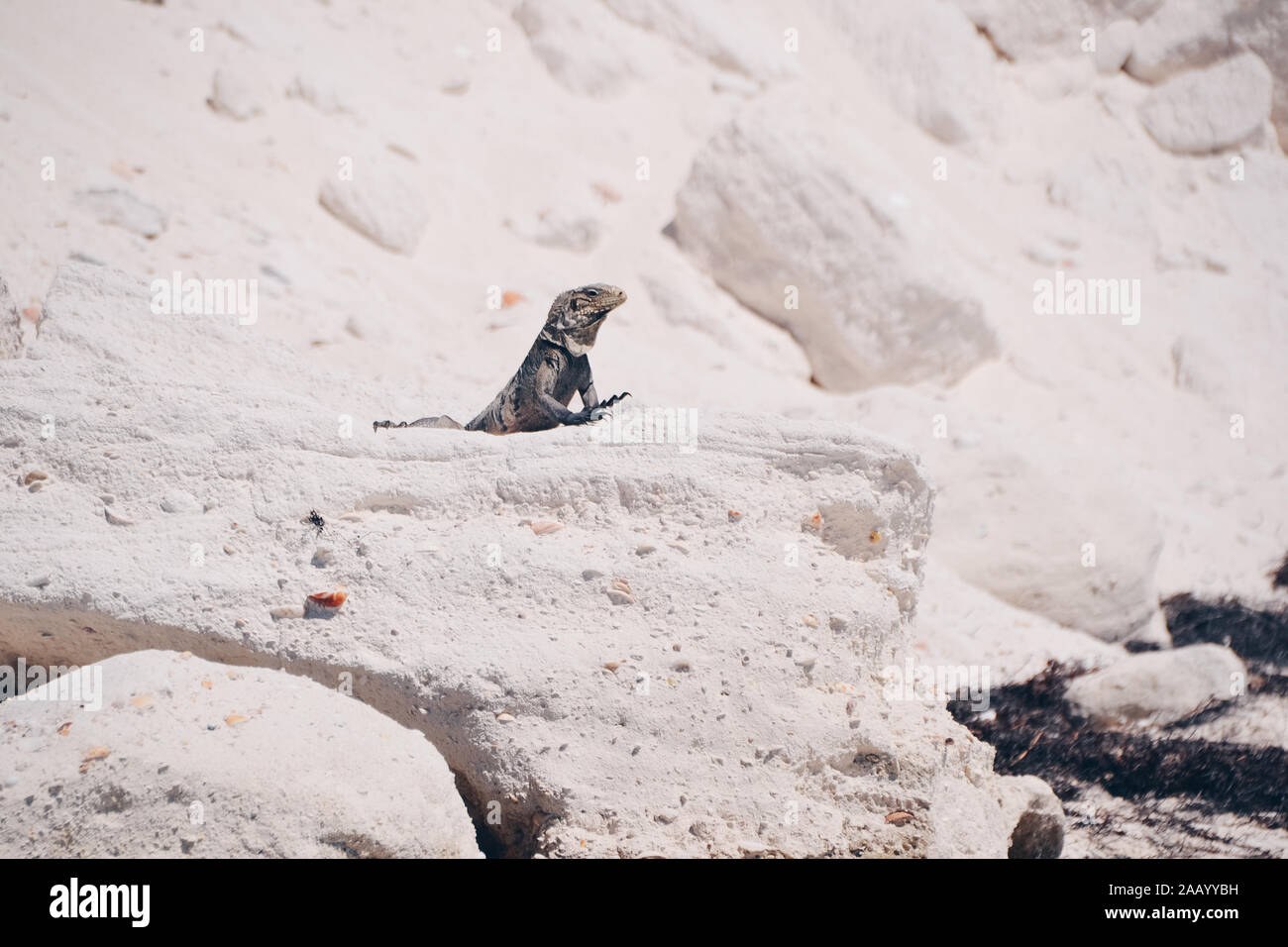 Iguana standing in a rock at the iguanas island in Cayo Largo Stock ...