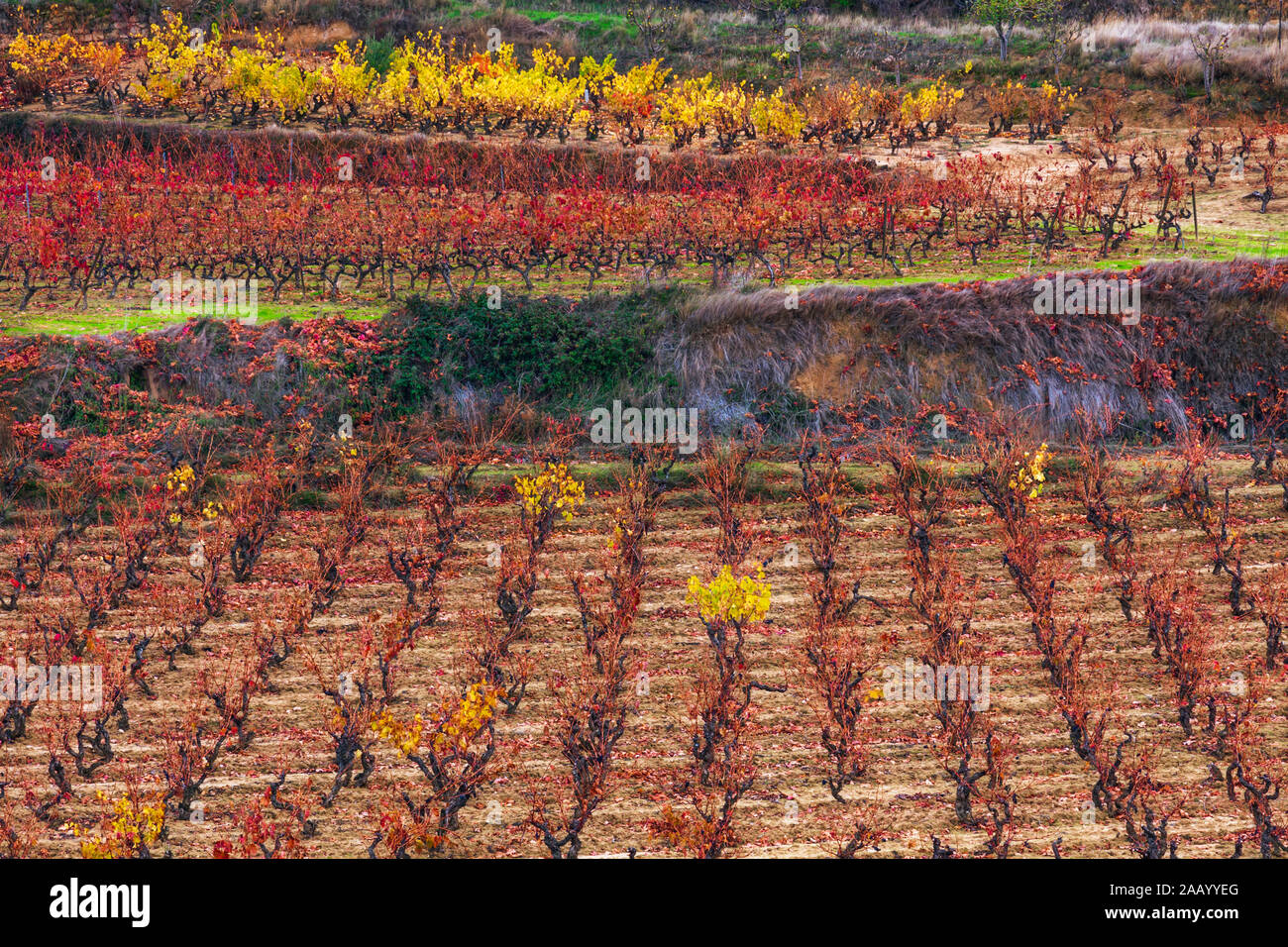 Vineyards rioja hi-res stock photography and images - Alamy