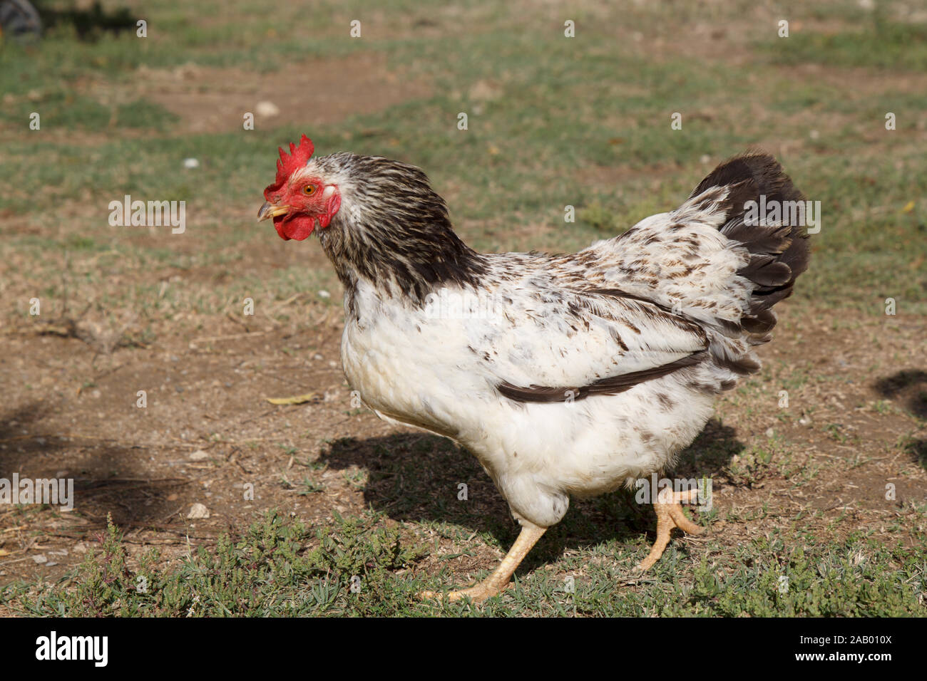 Rooster in the village hi-res stock photography and images - Alamy