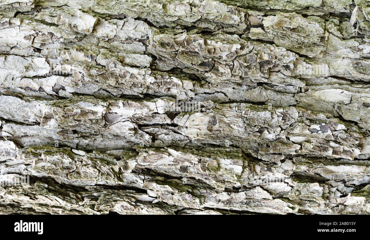 background, texture gray bark of an old tree closeup Stock Photo - Alamy