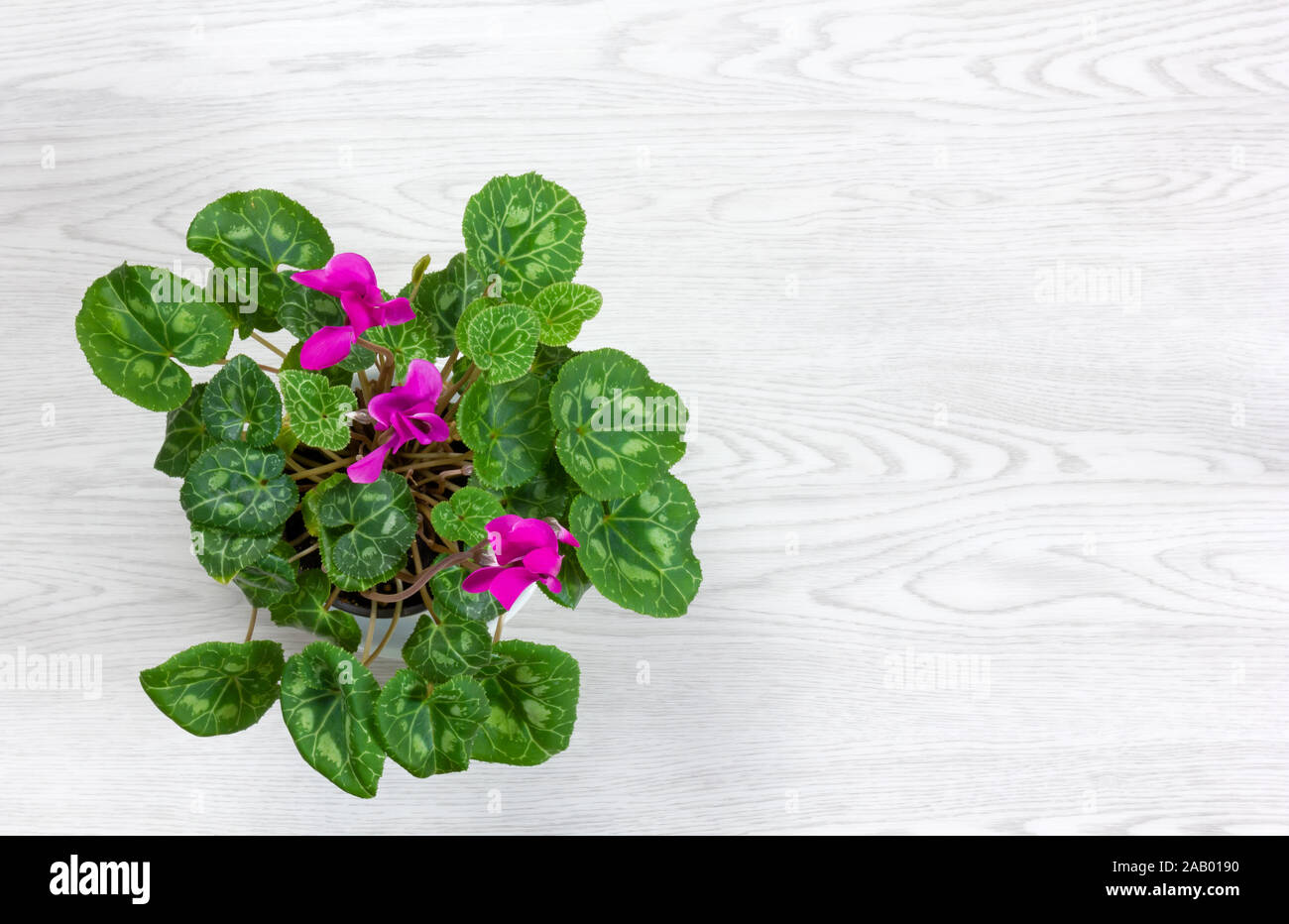 Top view flower pot hi-res stock photography and images - Alamy