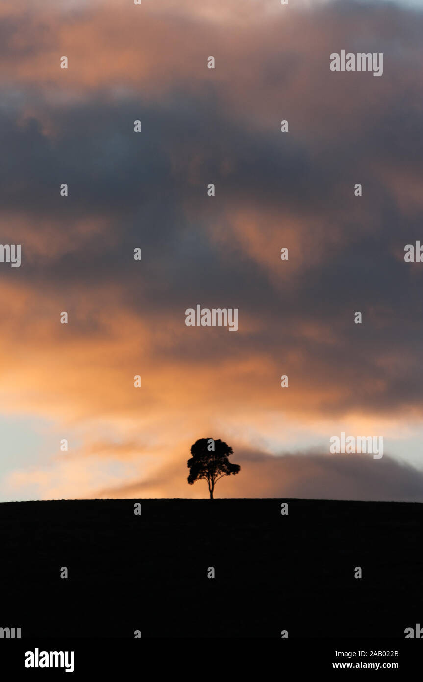 Scene of a single lonely tree silhouetted Stock Photo - Alamy