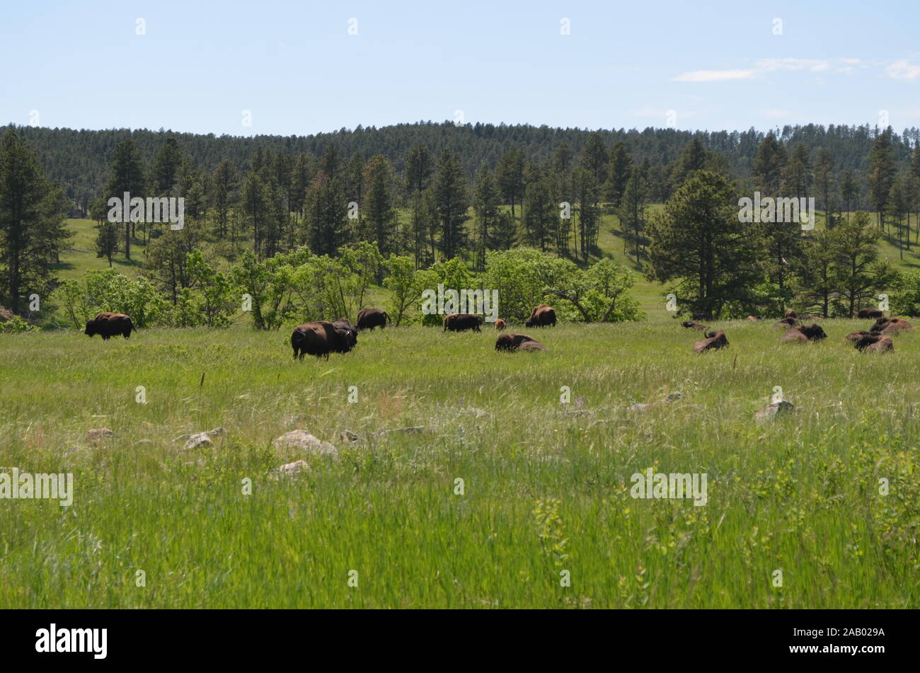 Late Spring in South Dakota: Custer State Park Buffalo Herd in the ...