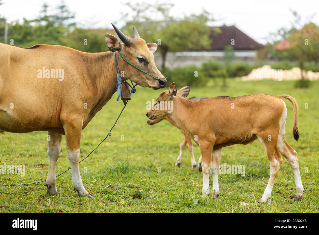 Bali Cattle High Resolution Stock Photography and Images - Alamy