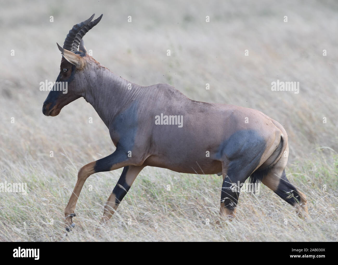 Damaliscus lunatus jimela hi-res stock photography and images - Alamy