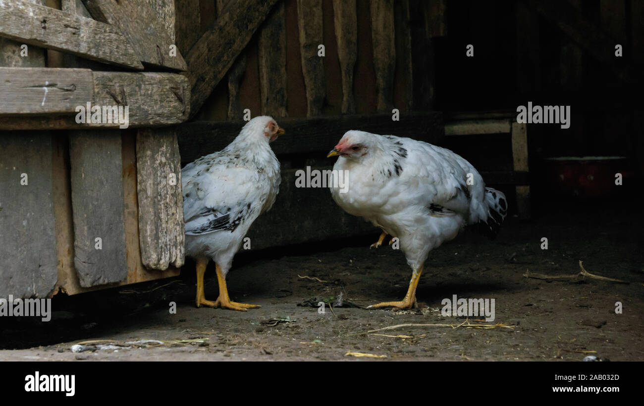 poultry concept, two white hens in a farm shed Stock Photo - Alamy