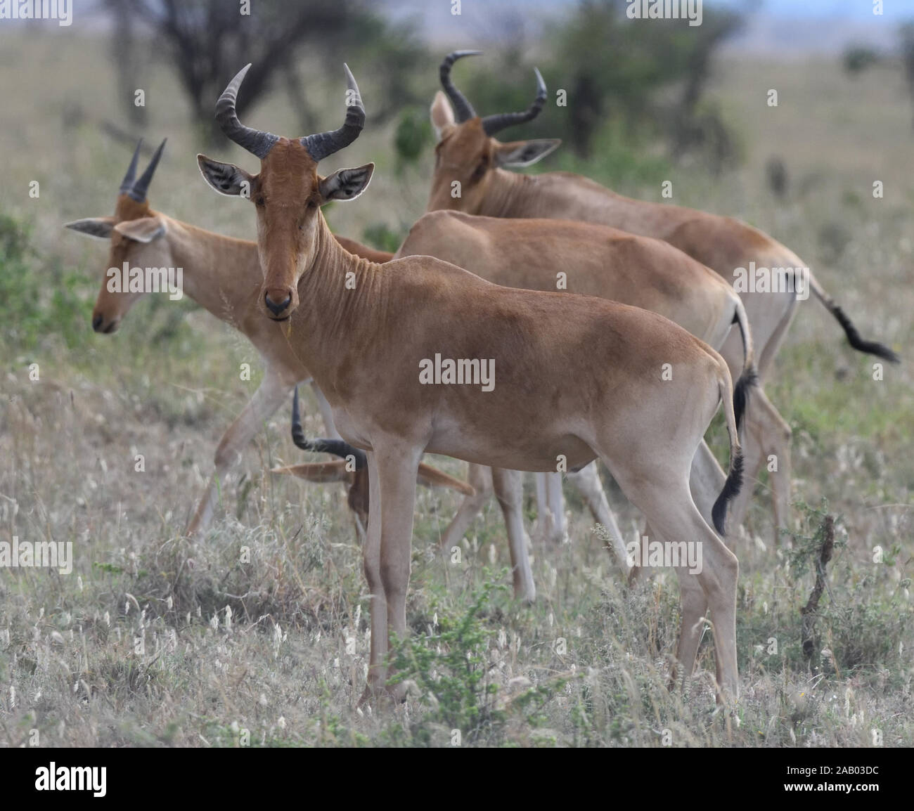 A group of Coke's hartebeest (Alcelaphus buselaphus cokii) or kongoni ...