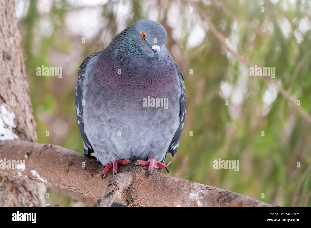 Fattest Pigeon In The World