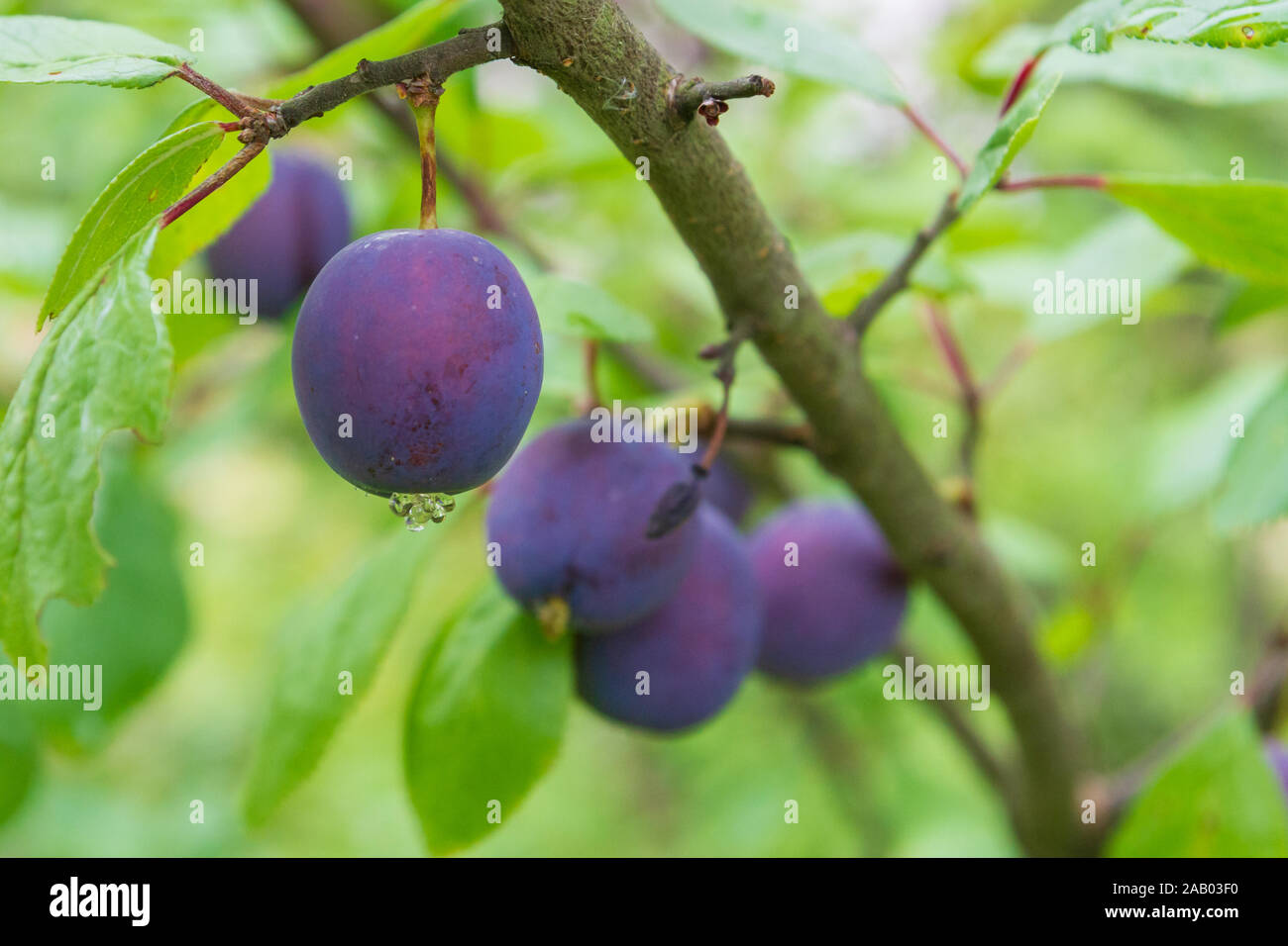 Planting a plum fruit tree hi-res stock photography and images - Alamy
