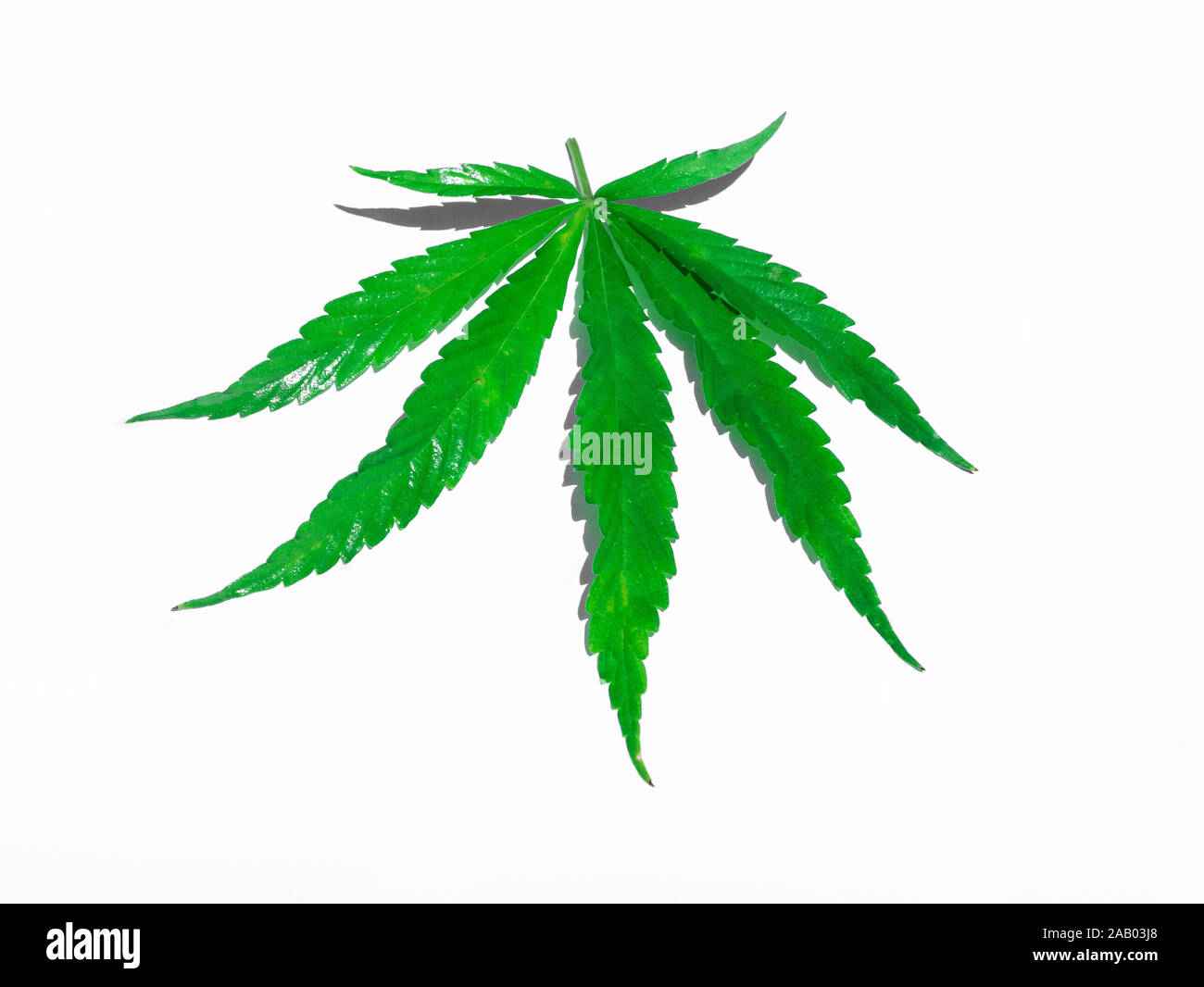 Green cannabis leaf isolated on white close up Stock Photo - Alamy