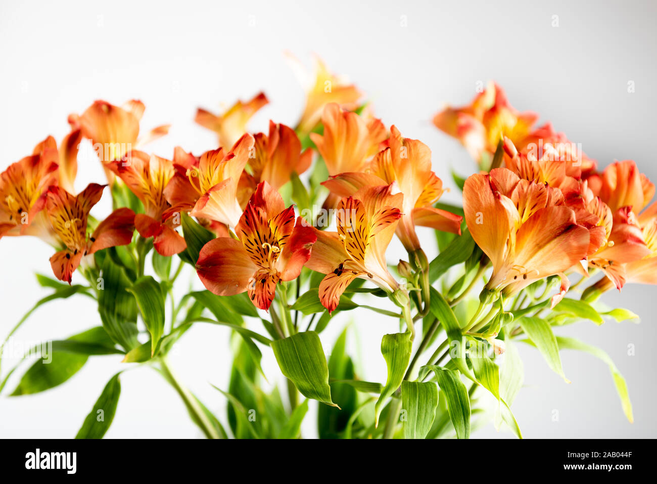 Indian lilly hi-res stock photography and images - Alamy