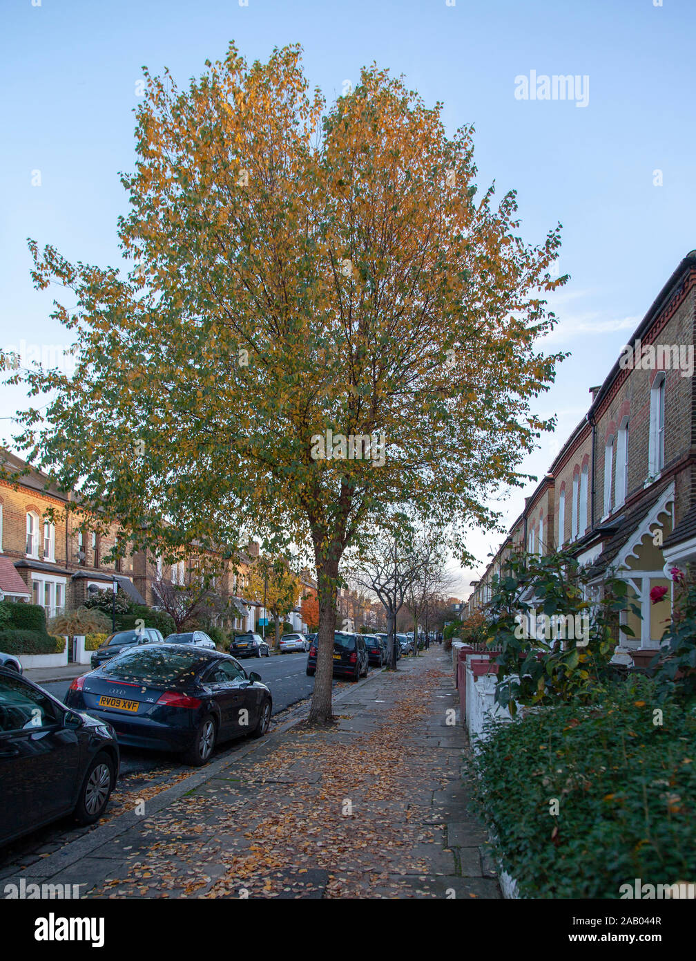 Autumnal River Birch (Betula nigra) street tree, Hackney, London N4 ...