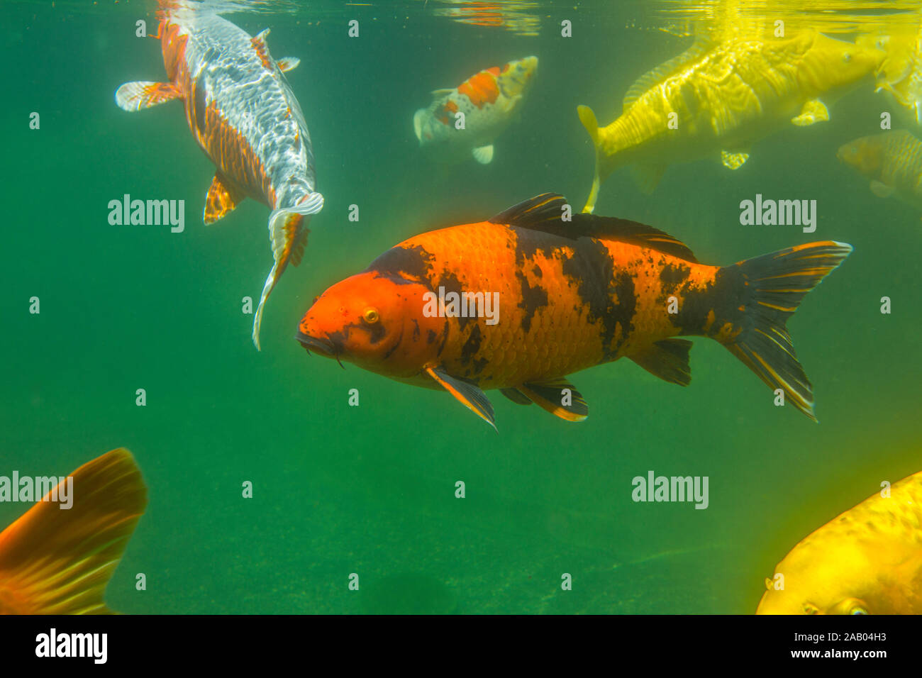 Koi fish under water photography Stock Photo - Alamy