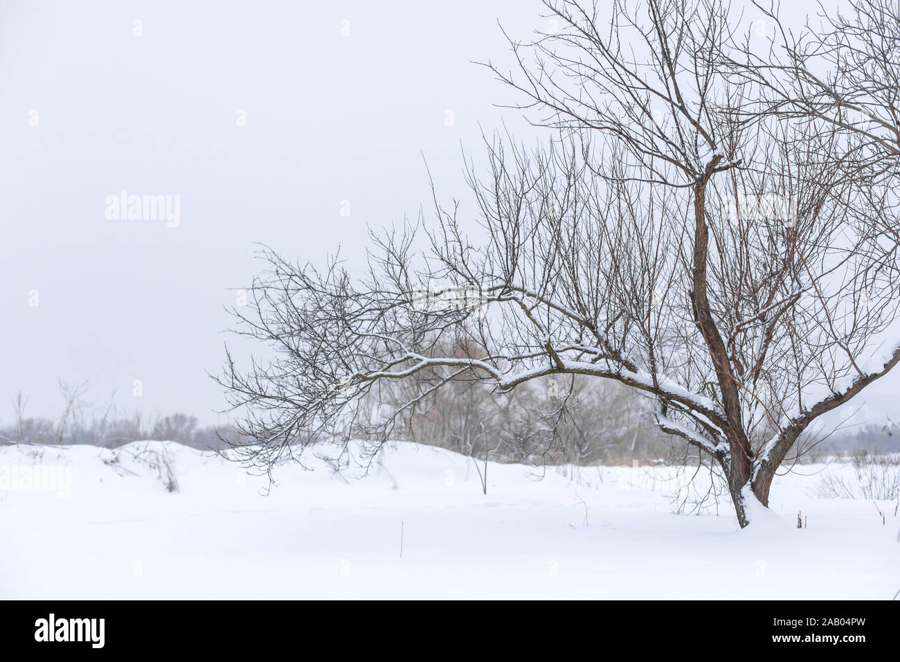 Winter landscape. Trees without foliage in a field covered with snow ...