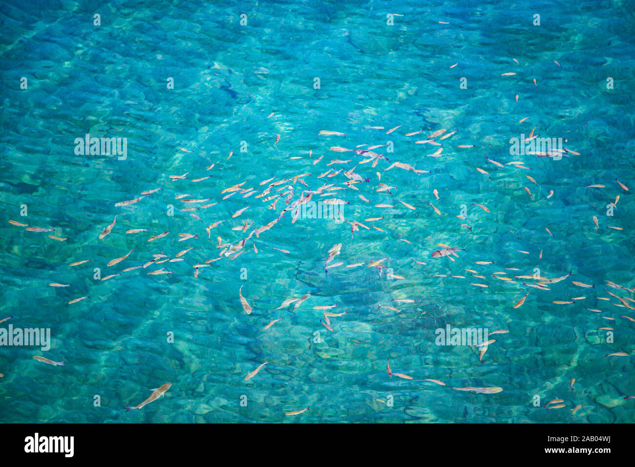 Goldfish island hi-res stock photography and images - Alamy