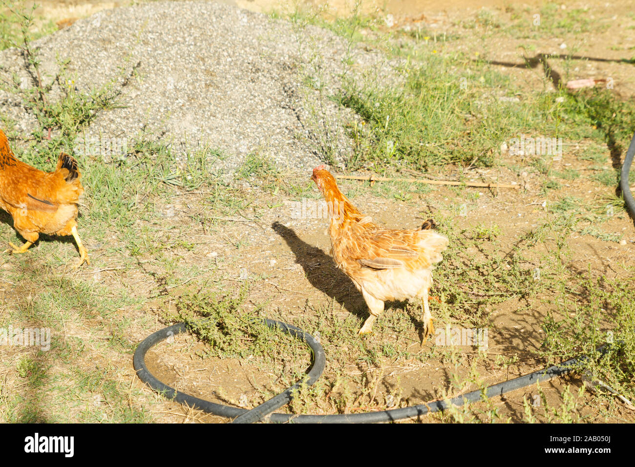 Red chickens walking in the yard in a rural poultry farm Stock Photo ...