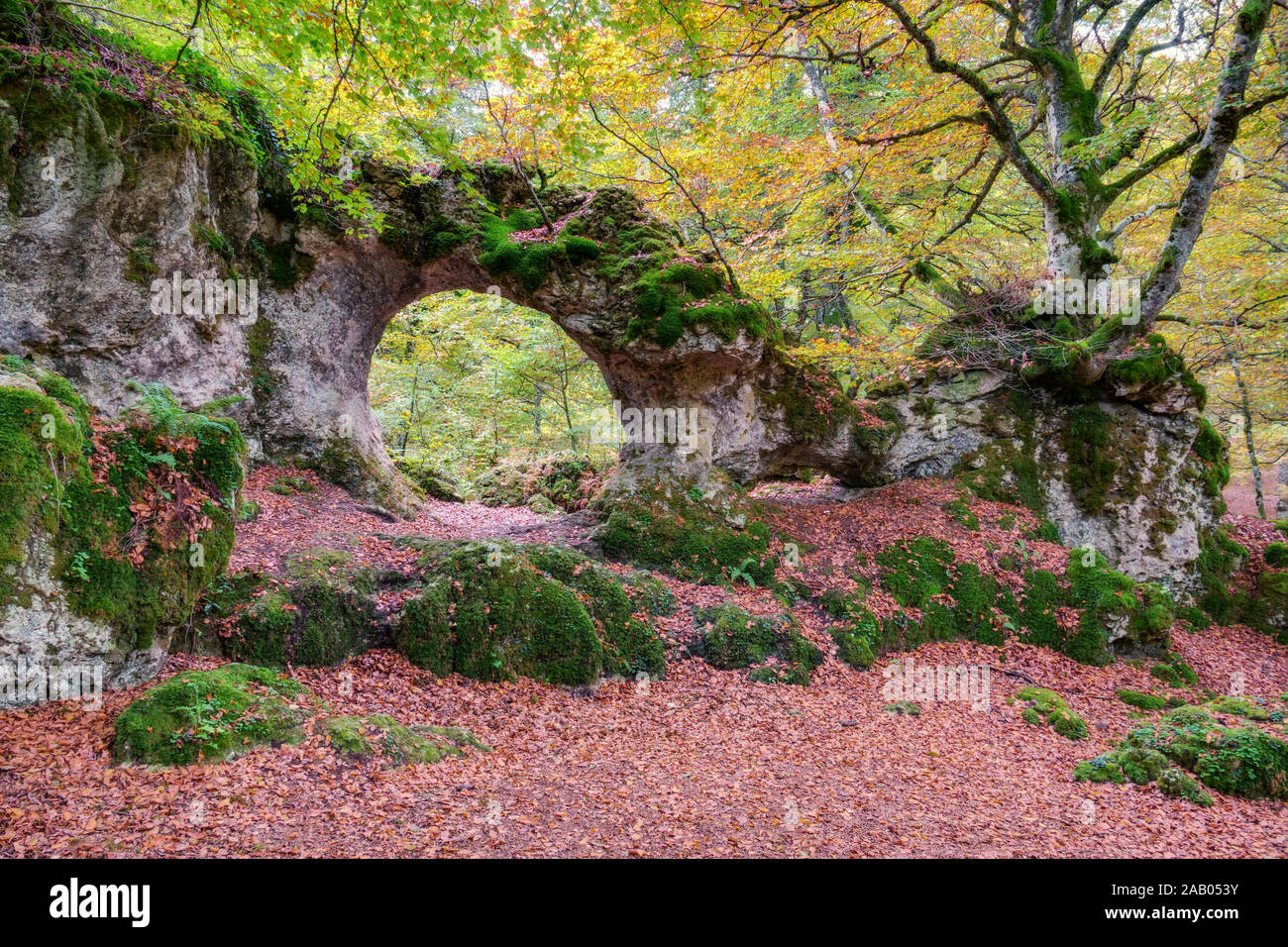 Woodland arch hi-res stock photography and images - Alamy