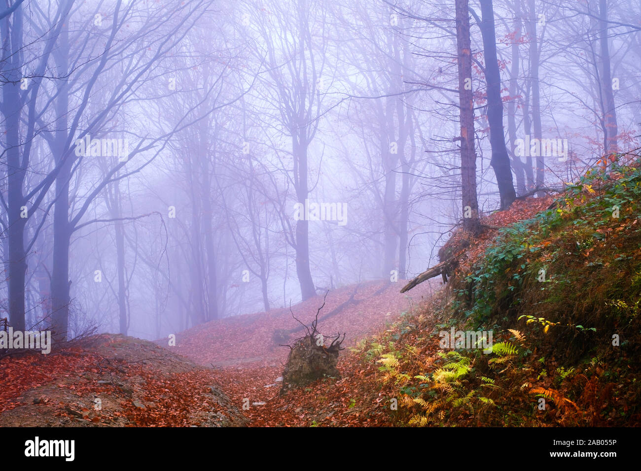 Early morning in the beech forest with fog, Cindrel mountains, Romania ...