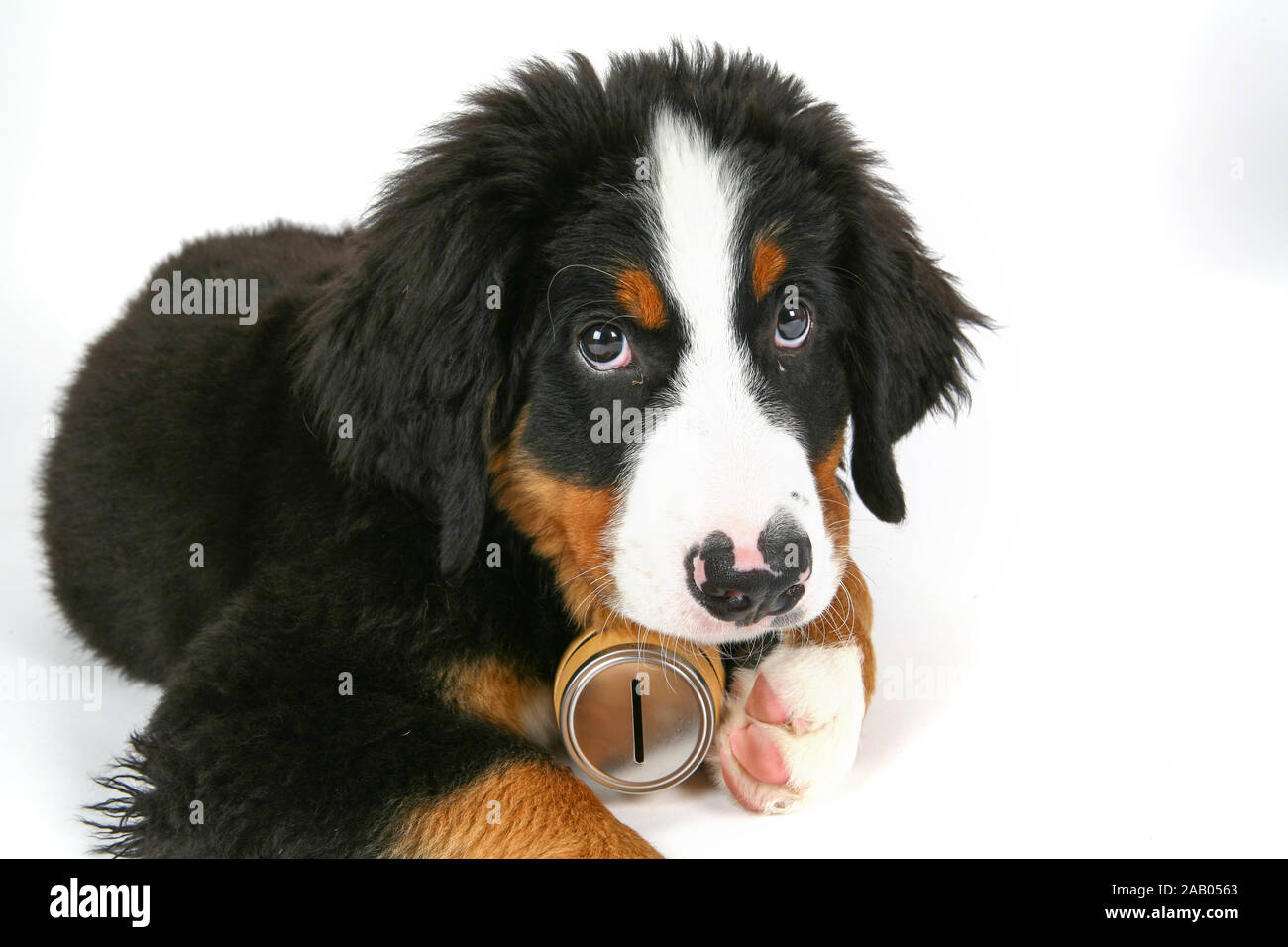 rescue dog with whiskey barrel Stock Photo - Alamy